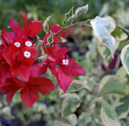Bougainvillea Raspberry Ice | Lakeside Plants & Nursery