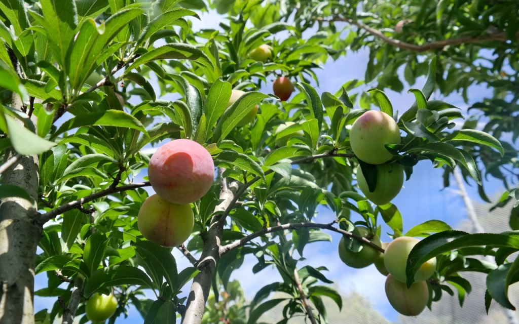 Fruit Tree Pollination - Lakeside Plants & Nursery