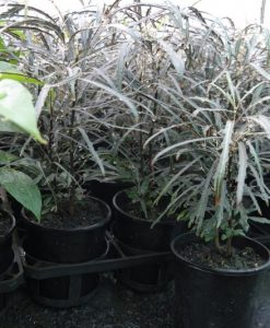 Dizygotheca elegantissima | Lakeside Plants & Nursery
