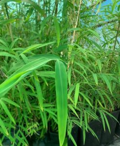 Bamboo Himalayan Weeping | Lakeside Plants & Nursery