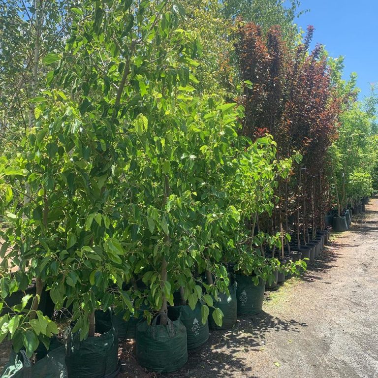 Mulberry - White Shatoot - King White Mulberry - Lakeside Plants & Nursery