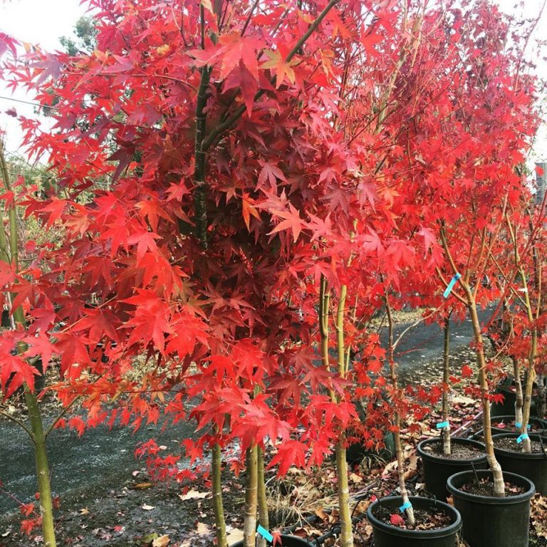 Deciduous Trees for Smaller Urban Gardens - Lakeside Plants & Nursery