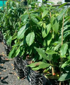 Avocado Tree Wurtz (A) | Lakeside Plants & Nursery