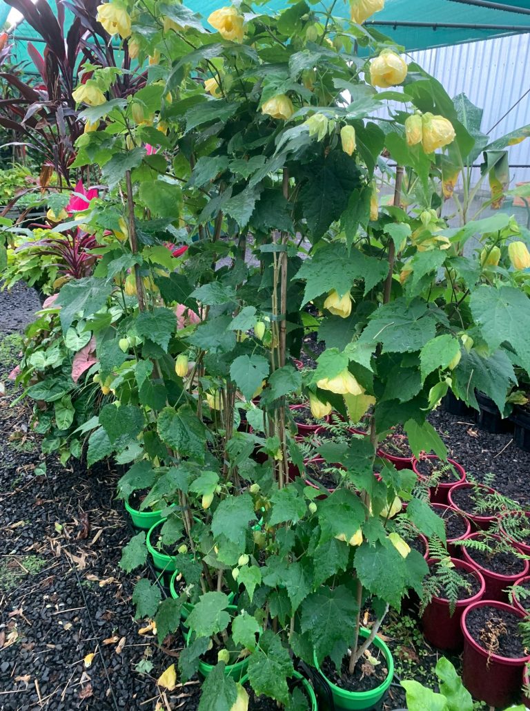 Abutilon - Chinese Lantern | Lakeside Plants & Nursery