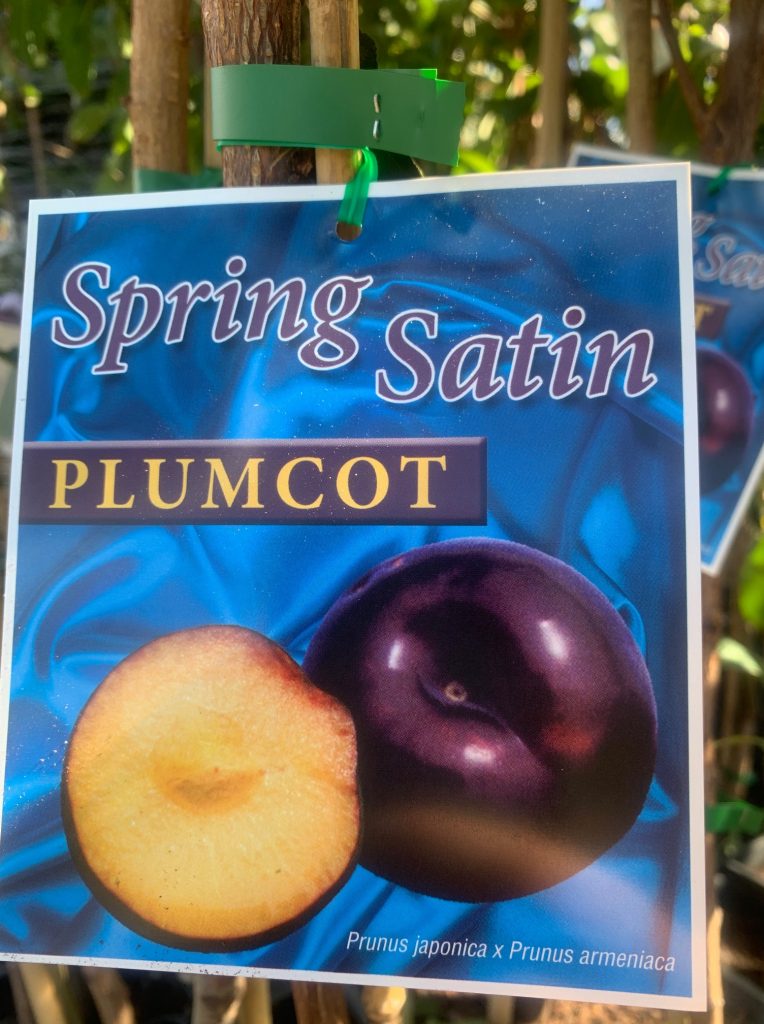 Plumcott Spring Satin - Lakeside Plants & Nursery
