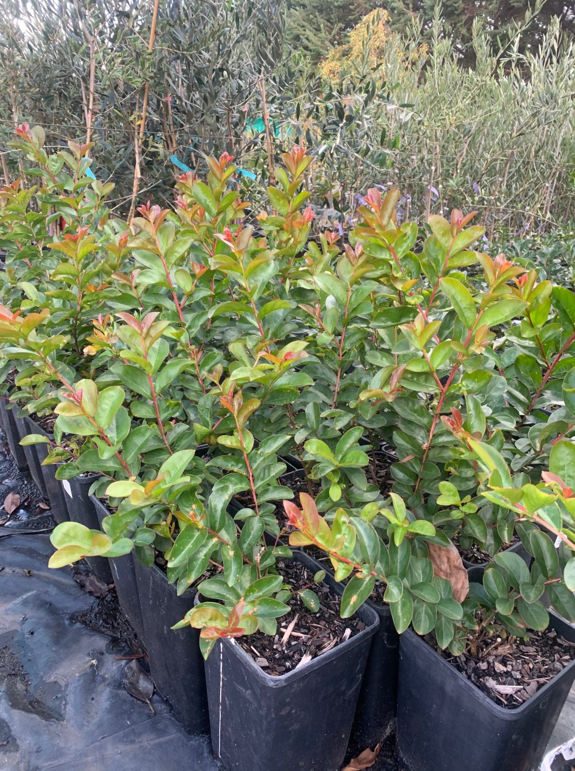 Crepe Myrtle Natchez - Lakeside Plants & Nursery