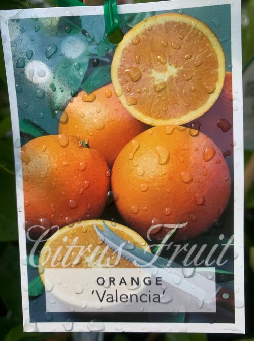 orange-valencia - Lakeside Plants & Nursery