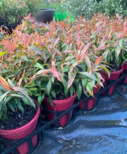 Agonis flexuosa Dwarf | Lakeside Plants & Nursery