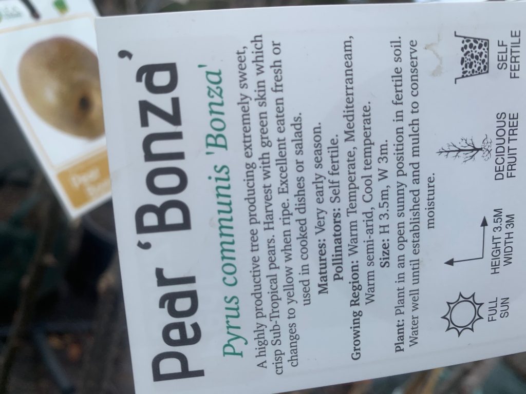Pear Bonza - Lakeside Plants & Nursery