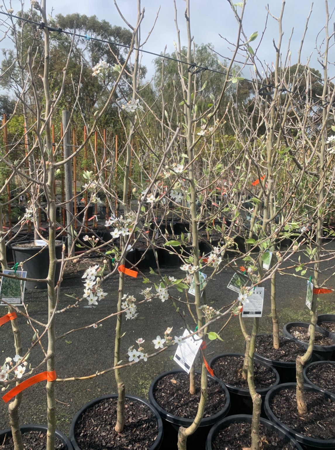 Snow Pear - Lakeside Plants & Nursery