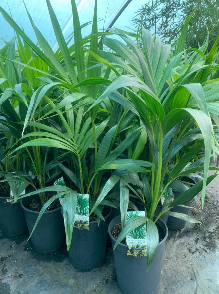 Kentia Palm | Lakeside Plants & Nursery
