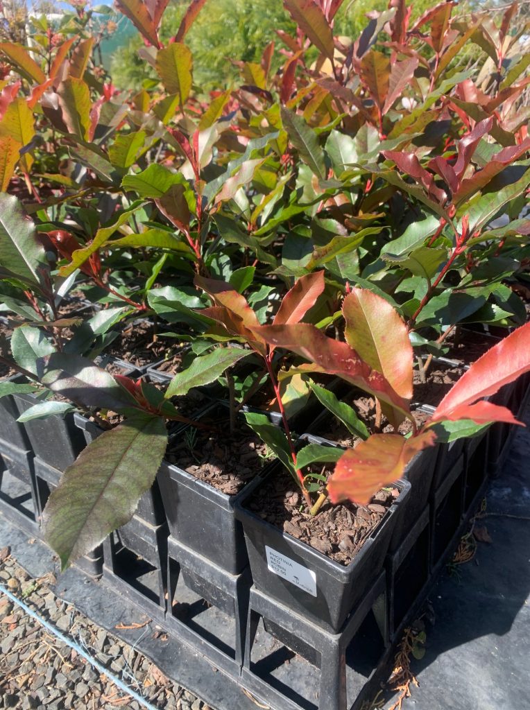 Photina Red Robin - Lakeside Plants & Nursery