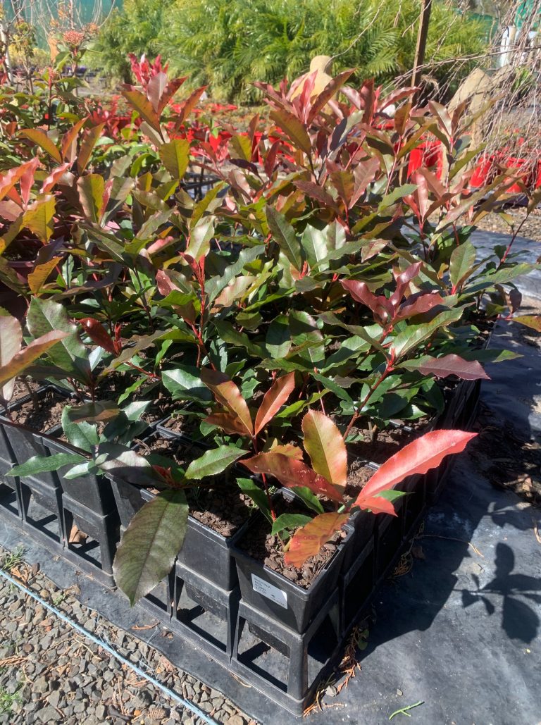 Photina Red Robin - Lakeside Plants & Nursery