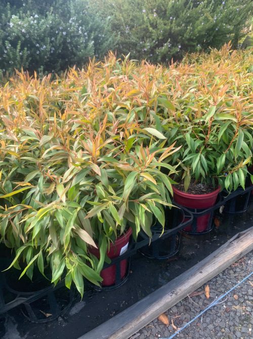 Agonis flexuosa Dwarf - Lakeside Plants & Nursery