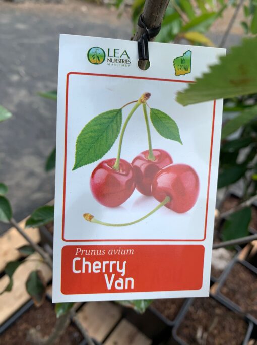 Cherry Tree Van - Lakeside Plants & Nursery