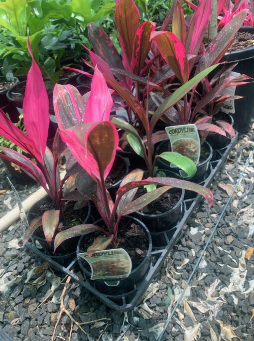 Cordyline terminalis Ruby - Lakeside Plants & Nursery