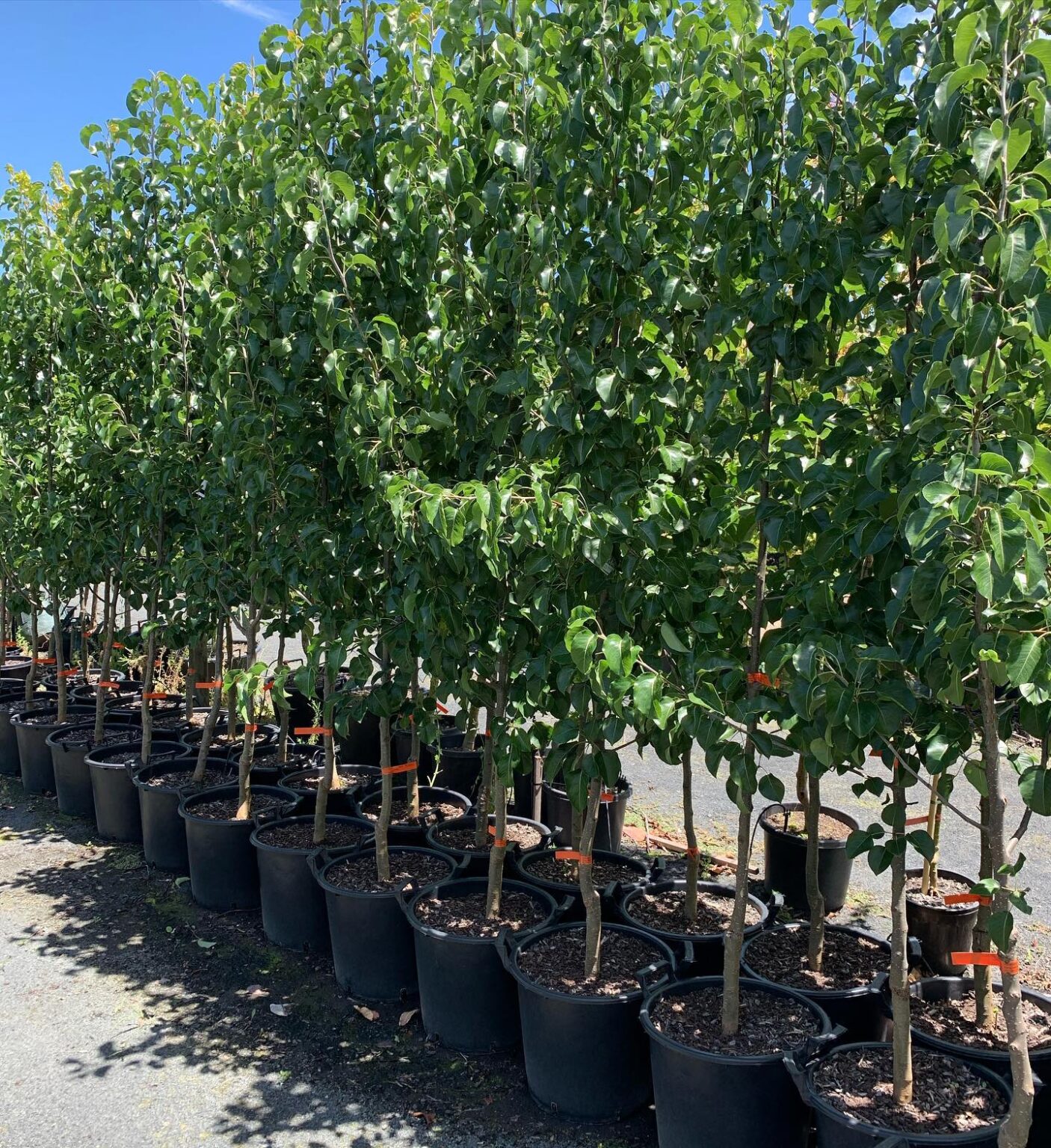 Capital Pear - Lakeside Plants & Nursery