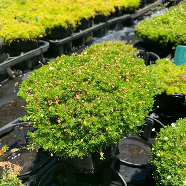 Sagina Subulata - Green - Lakeside Plants & Nursery