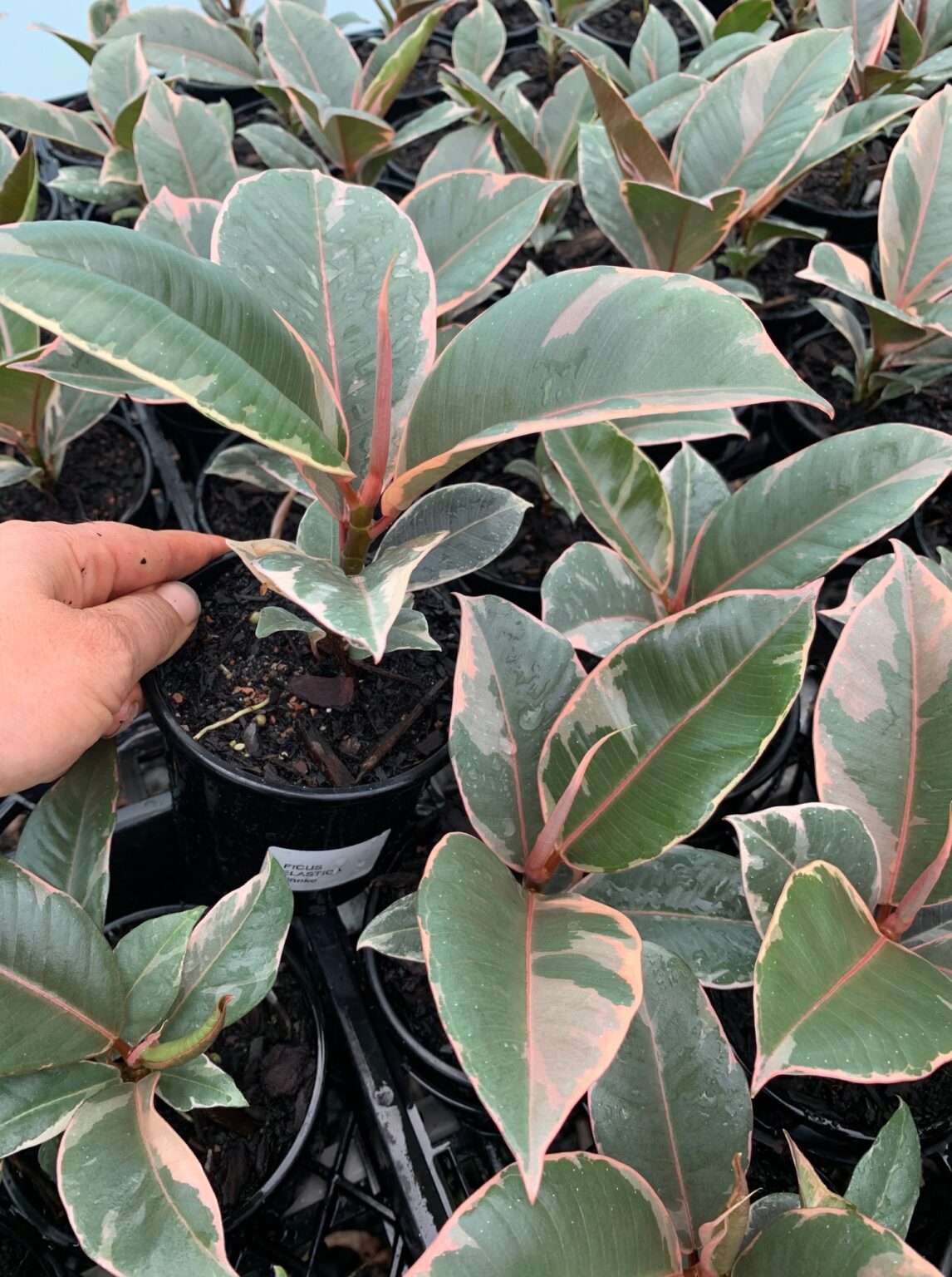 Ficus Tineke - Lakeside Plants & Nursery