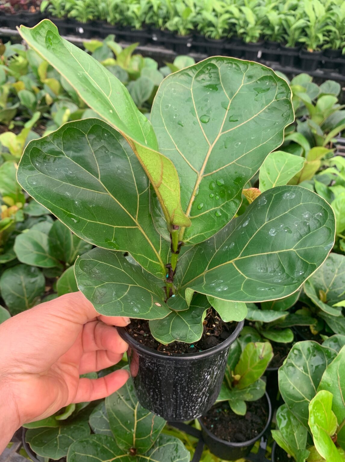 Ficus Lyrata Bambino - Lakeside Plants & Nursery