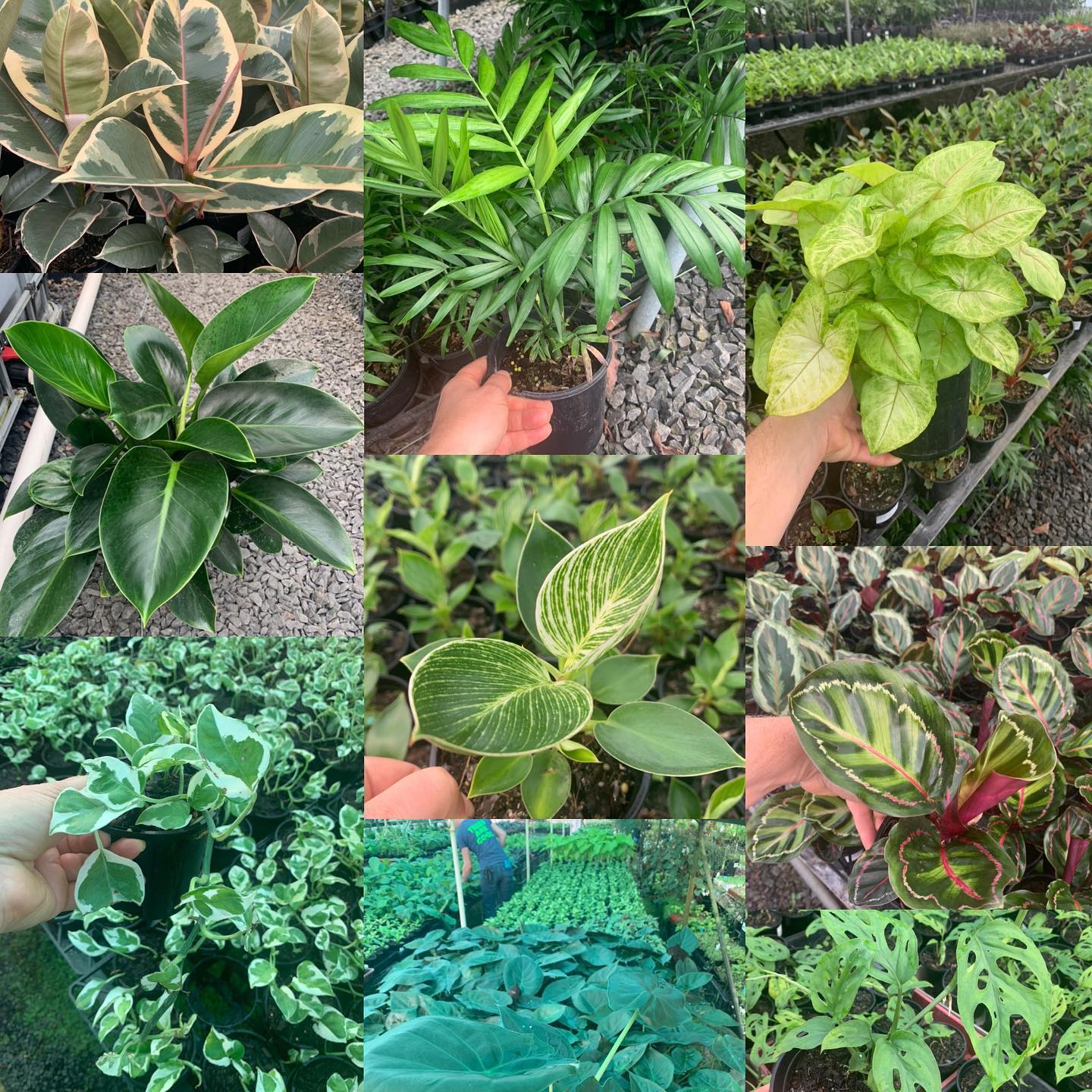 indoorplantcollage - Lakeside Plants & Nursery