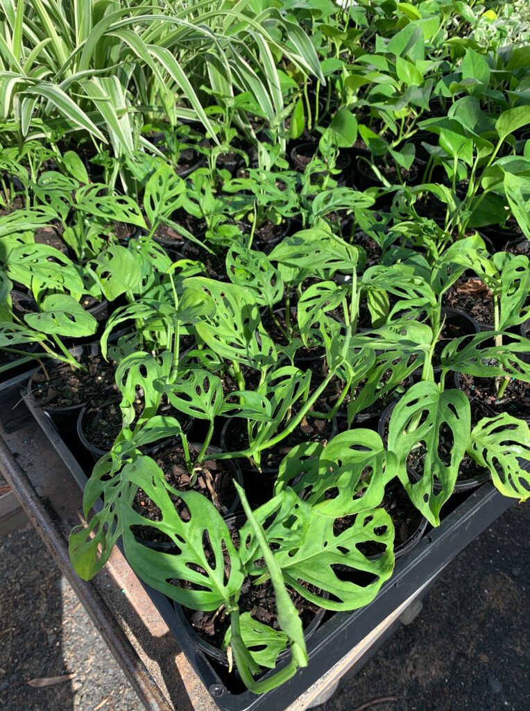 monstera-adonsonii-100mm - Lakeside Plants & Nursery