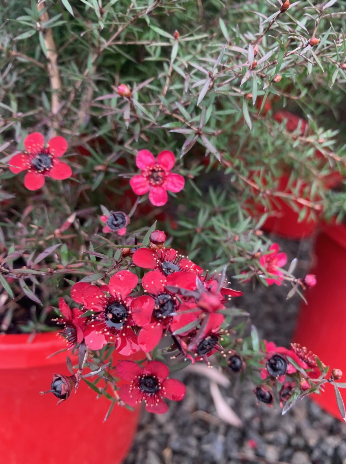 Leptospermum Scoparium nanum rubrum - Lakeside Plants & Nursery