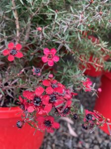 Leptospermum Scoparium nanum rubrum - Lakeside Plants & Nursery