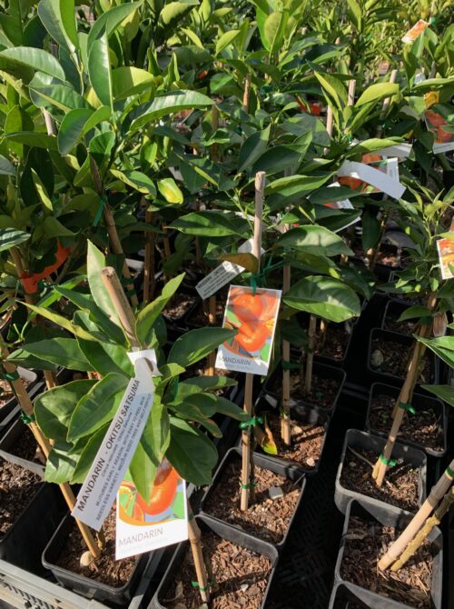 mandarin-satsuma-okitsu - Lakeside Plants & Nursery