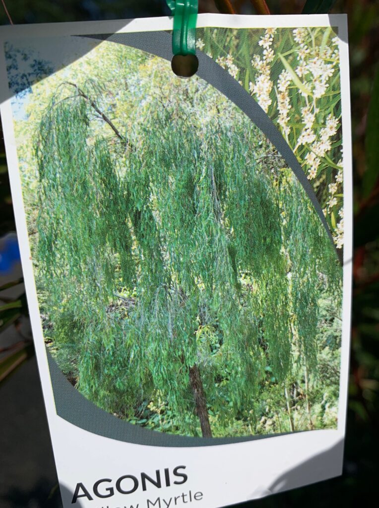 Agonis Flexuosa - Lakeside Plants & Nursery