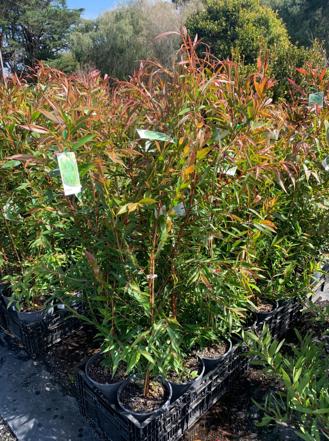 Agonis Flexuosa - Lakeside Plants & Nursery