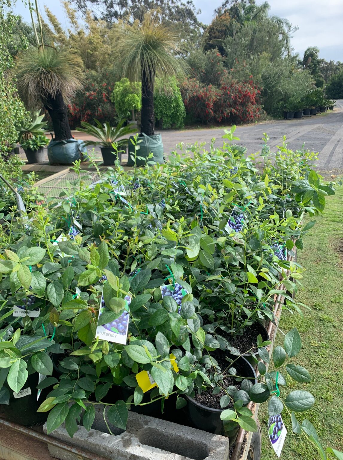 Blueberry Misty - Lakeside Plants & Nursery
