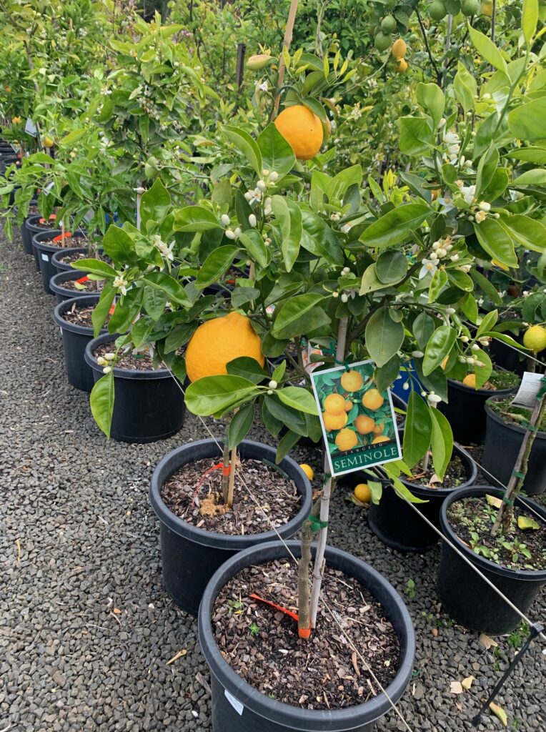 Tangelo Seminole - Lakeside Plants & Nursery