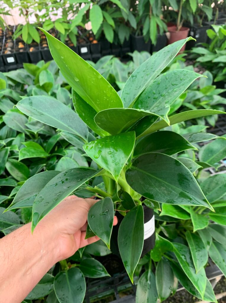 Philodendron Green Princesss - Lakeside Plants & Nursery