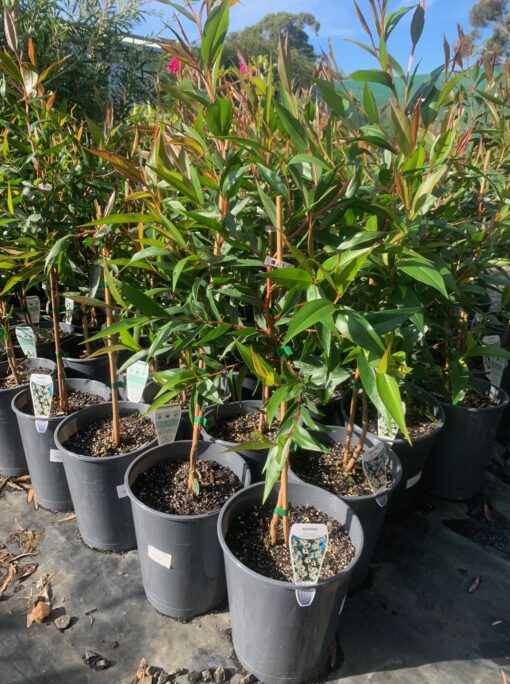 Agonis Flexuosa - Lakeside Plants & Nursery