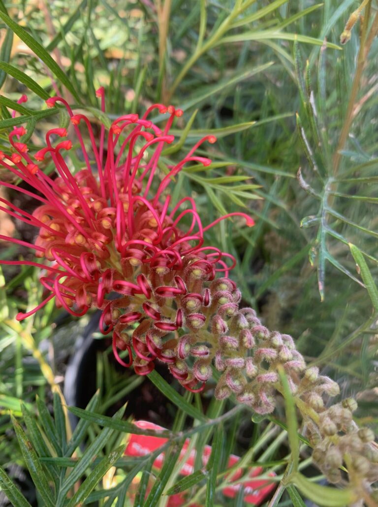 Grevillea Raspberry Dream - Lakeside Plants & Nursery