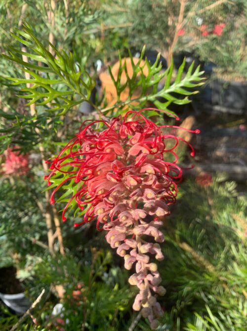 grevillea-robyn-gordon-flower - Lakeside Plants & Nursery
