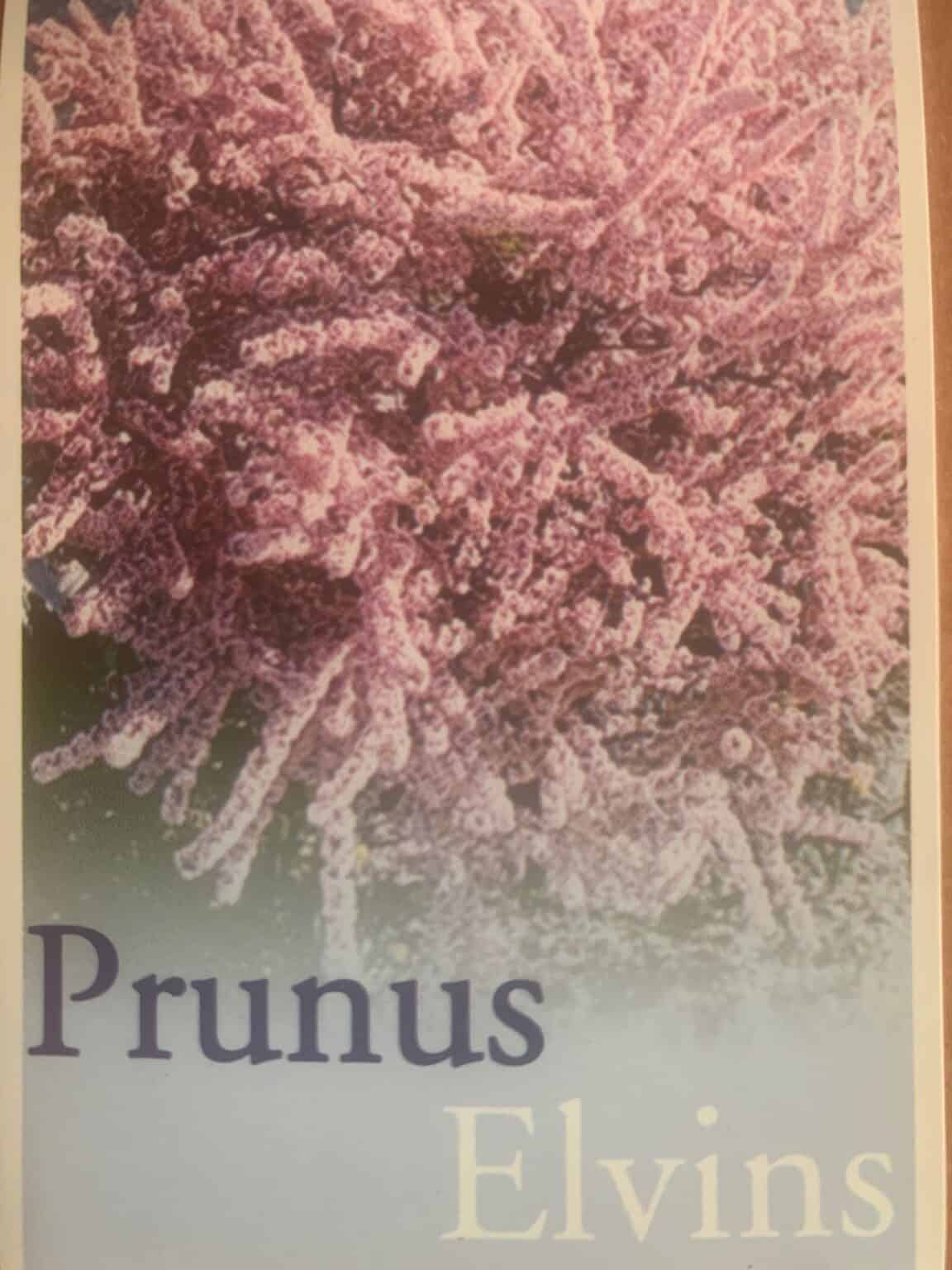 Prunus Elvins Flowering Plum - Lakeside Plants & Nursery