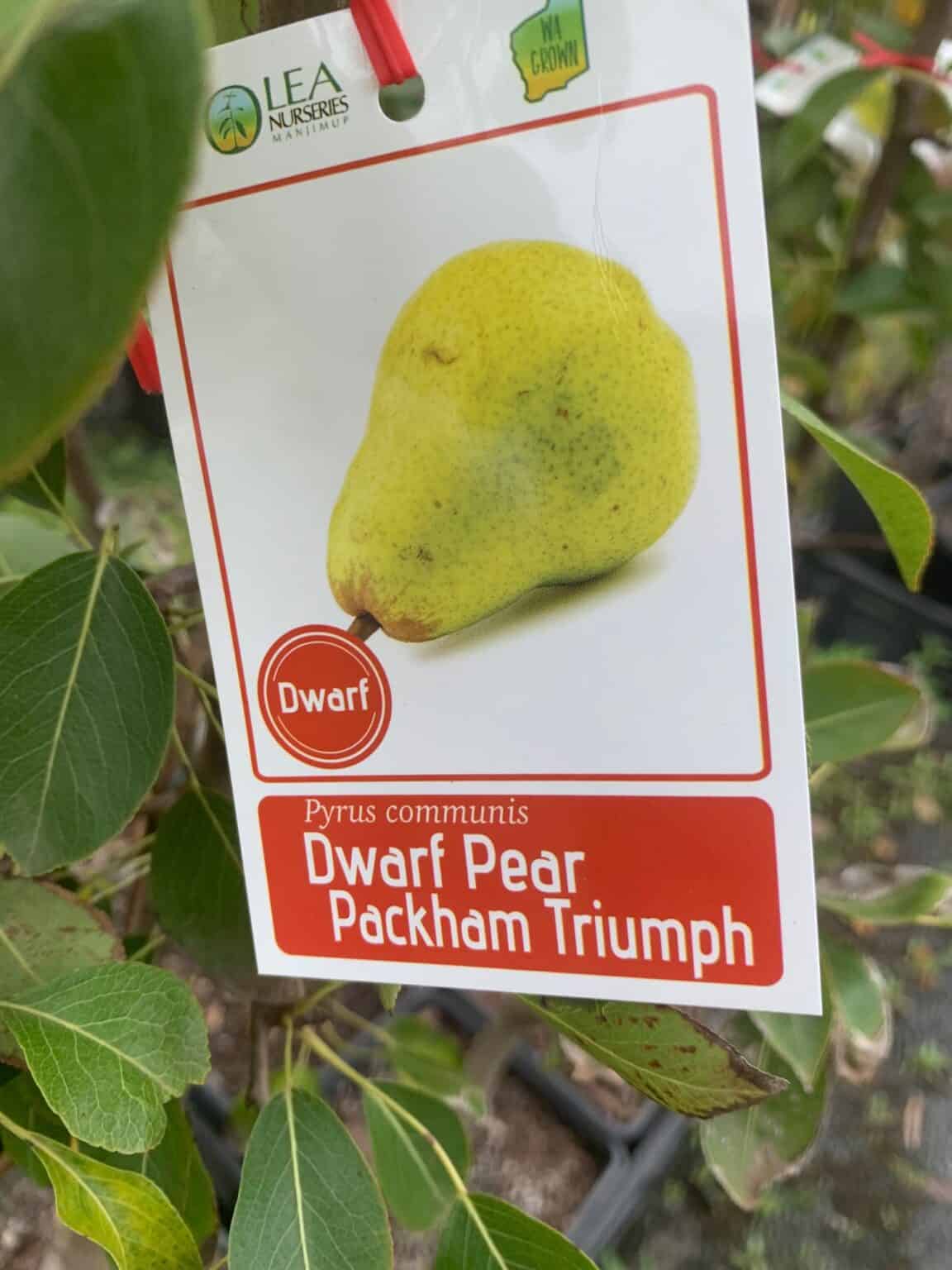 Dwarf Pear Packham's Triumph - Lakeside Plants & Nursery