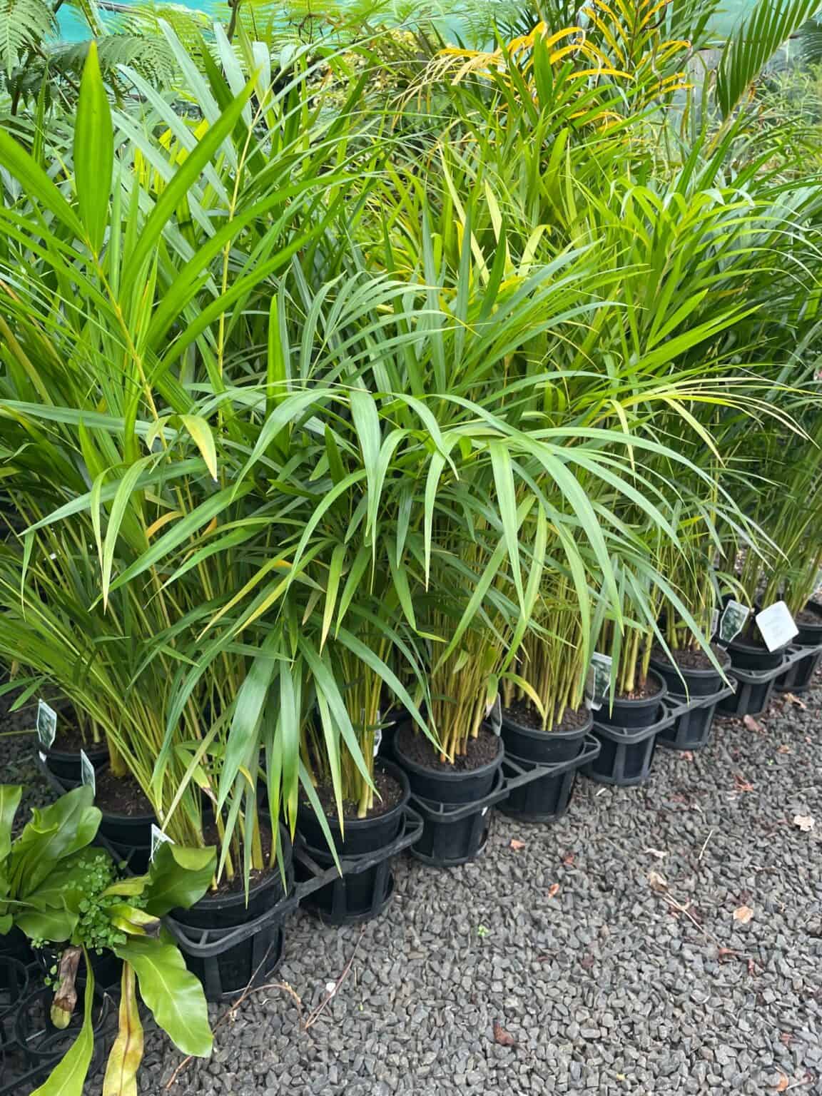 Golden Cane Palm - Lakeside Plants & Nursery