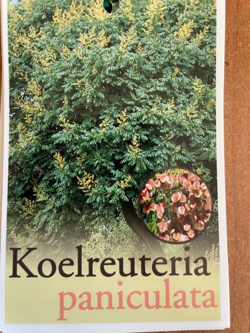 Golden Rain Tree - Lakeside Plants & Nursery