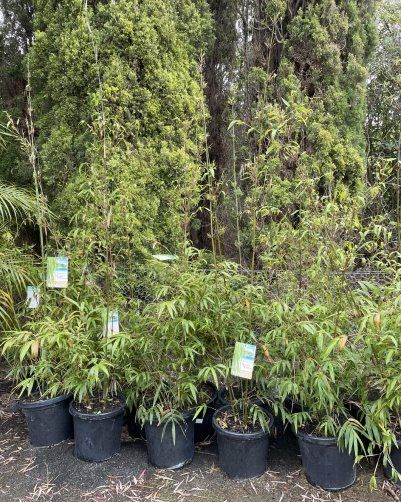 Bamboo Slender Weavers - Lakeside Plants & Nursery