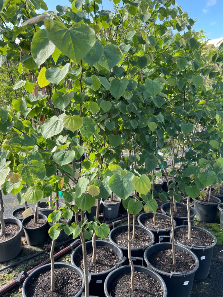 American Redbud - Lakeside Plants & Nursery