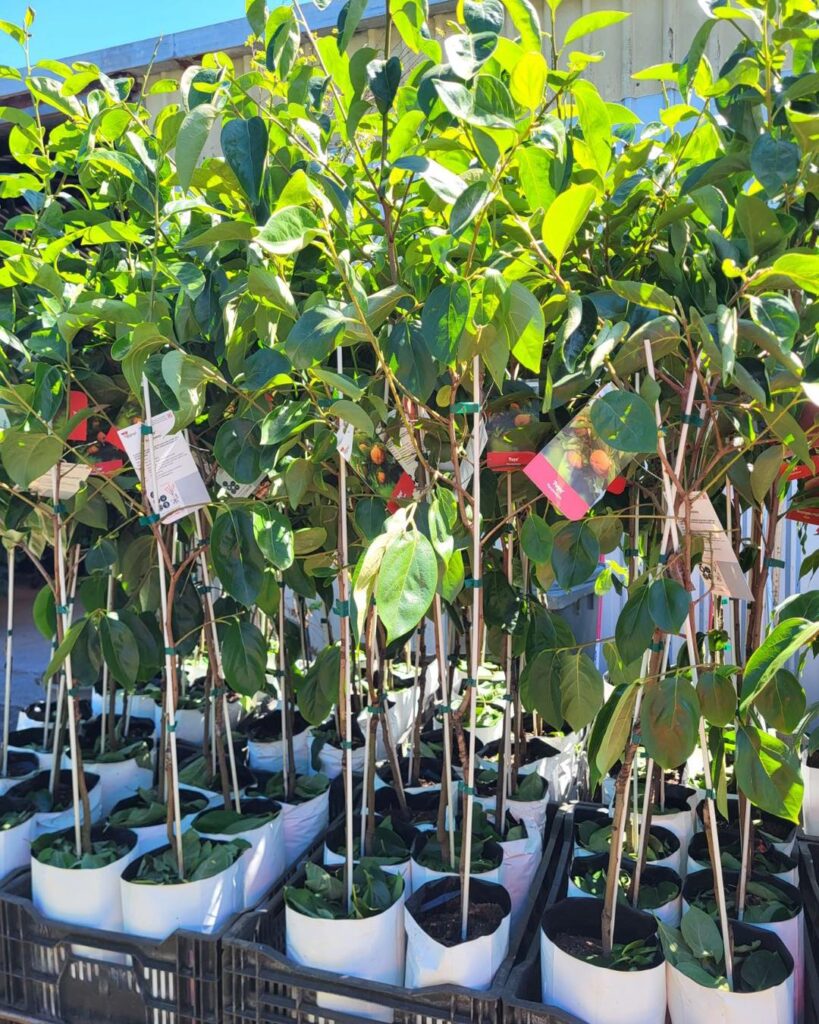 Persimmon Tree - Fuyu - Lakeside Plants & Nursery