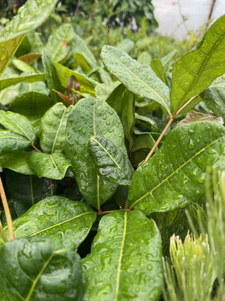 Tuckeroo Tree - Lakeside Plants & Nursery