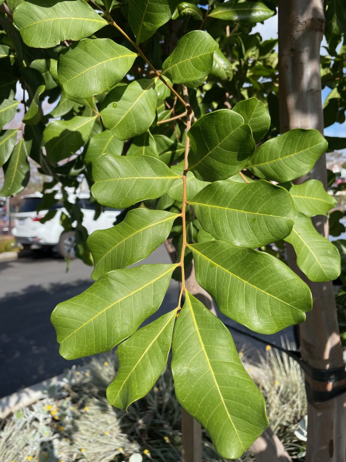 Tuckeroo Tree - Lakeside Plants & Nursery