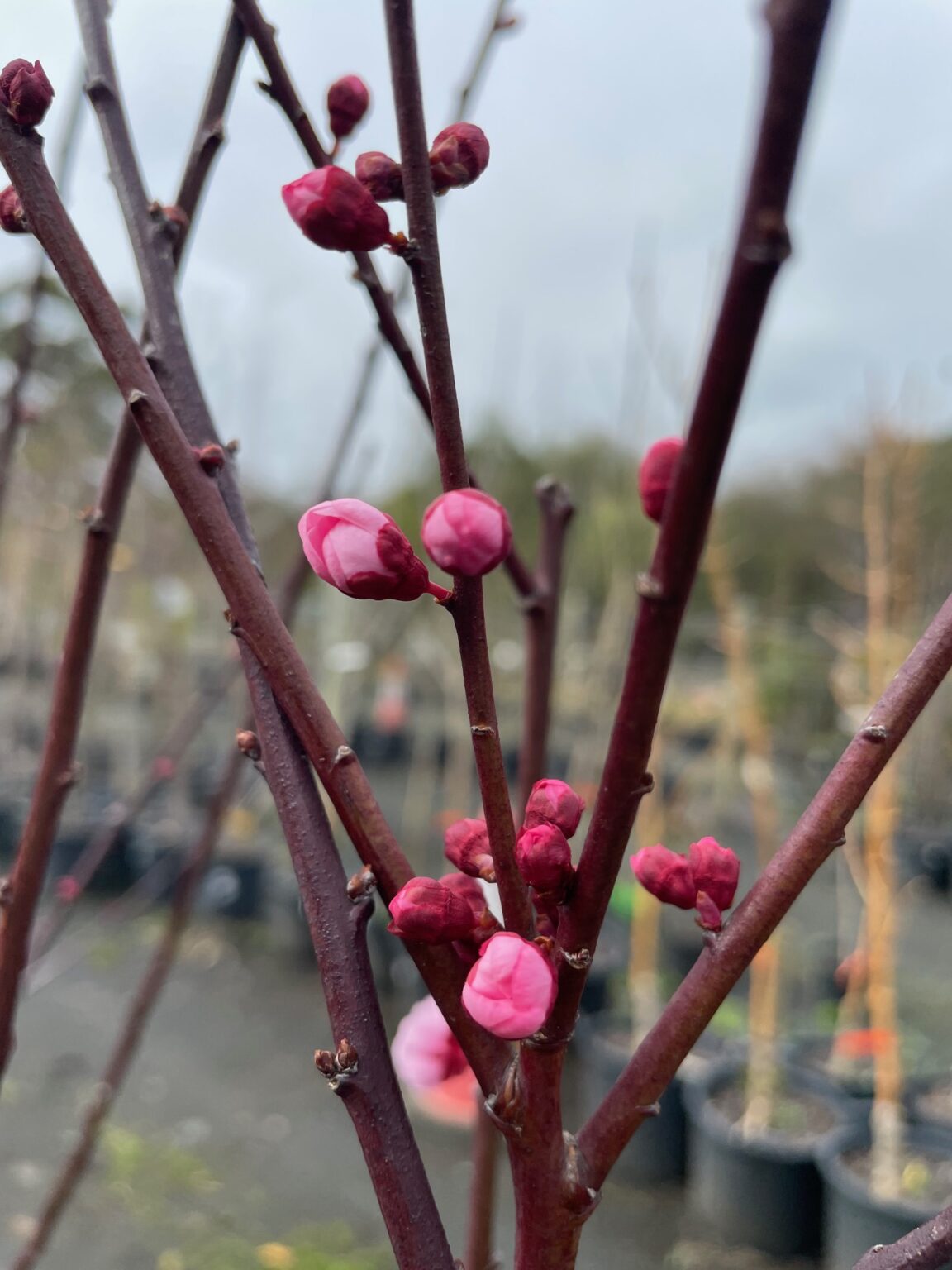 Prunus Blireana Double Flowering Cherry Plum - Lakeside Plants & Nursery