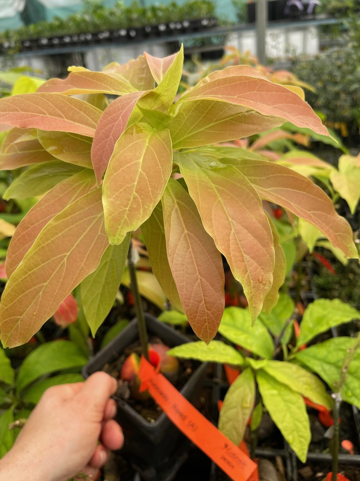 Grafted Avocado Tree Varieties - Lakeside Plants & Nursery