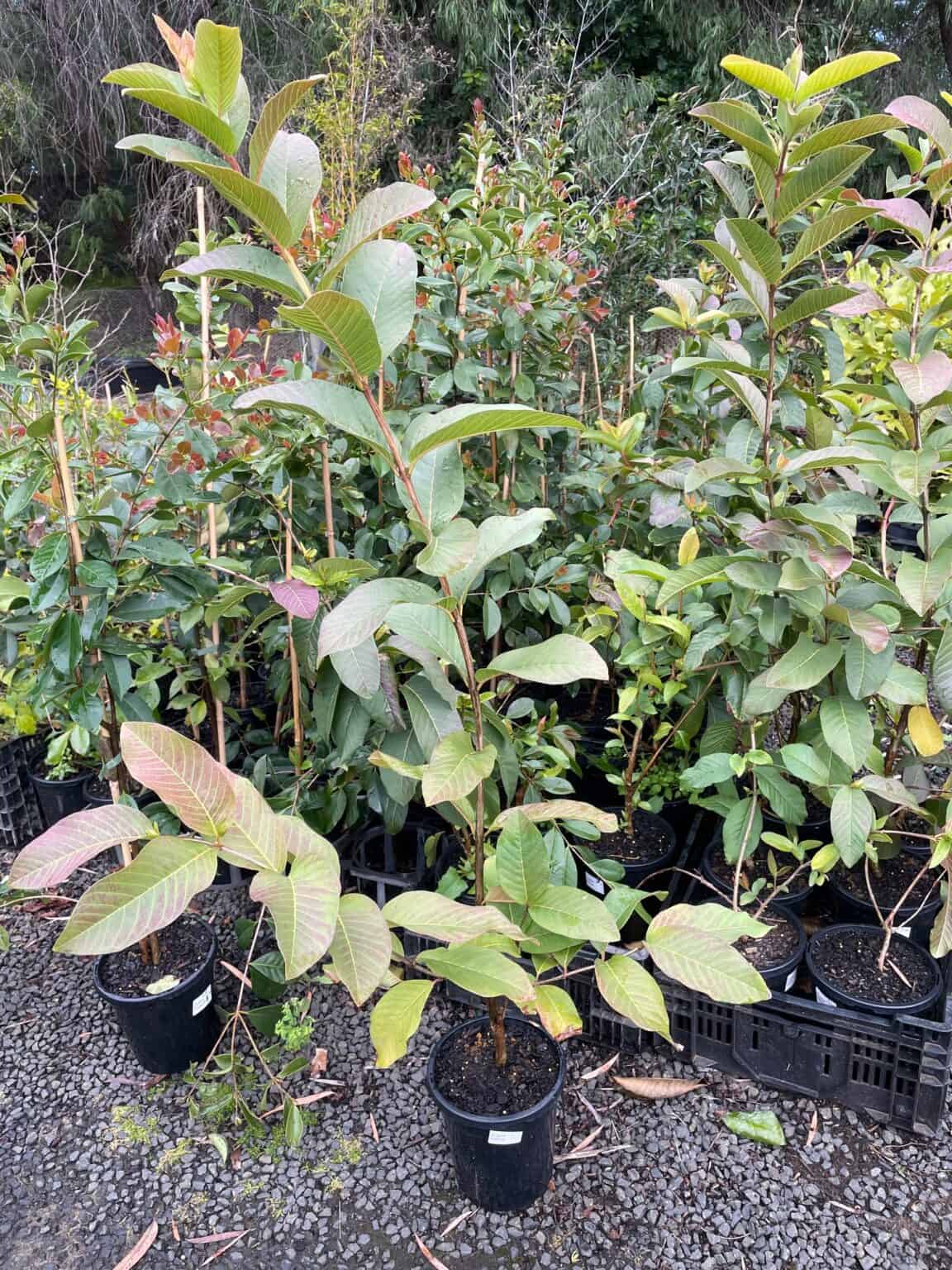 Indian Guava Yellow - Lakeside Plants & Nursery