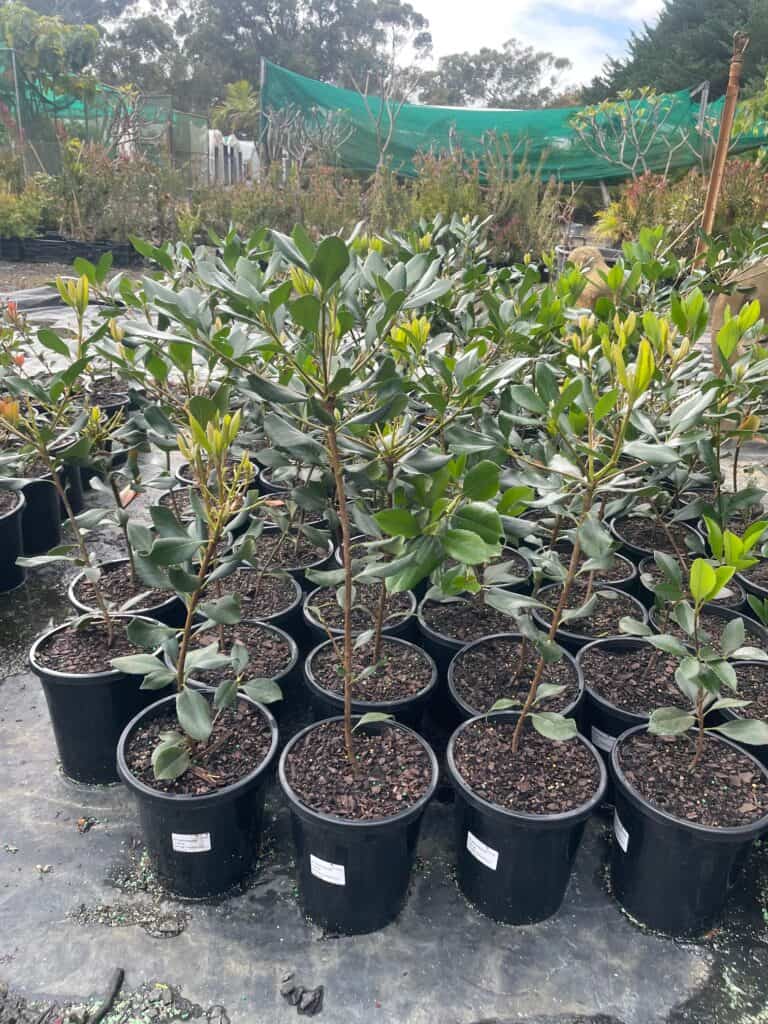 Rhaphiolepis indica - Lakeside Plants & Nursery
